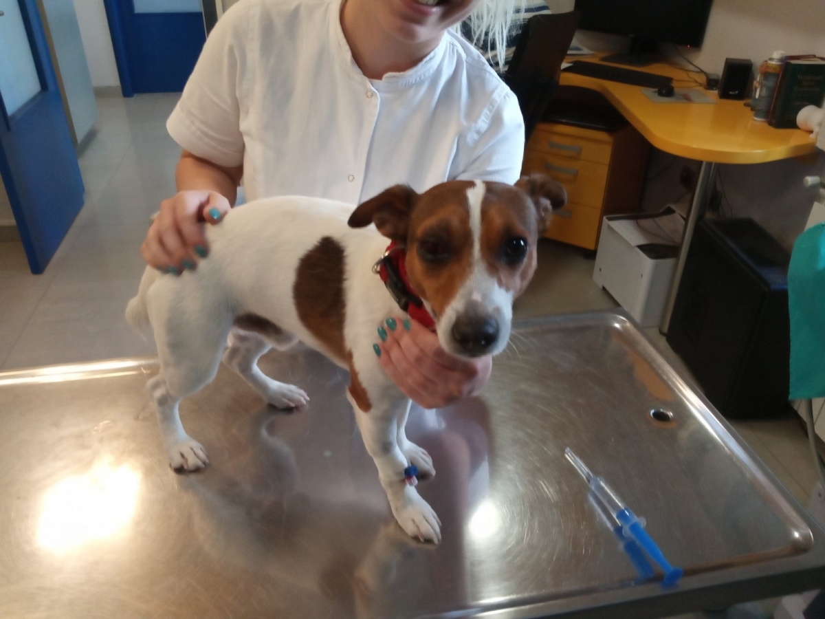 Švrća - povreda desnog oka - VETURGENT | HITNA pomoć za životinje