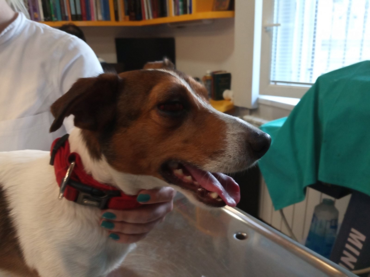 Švrća - povreda desnog oka - VETURGENT | HITNA pomoć za životinje