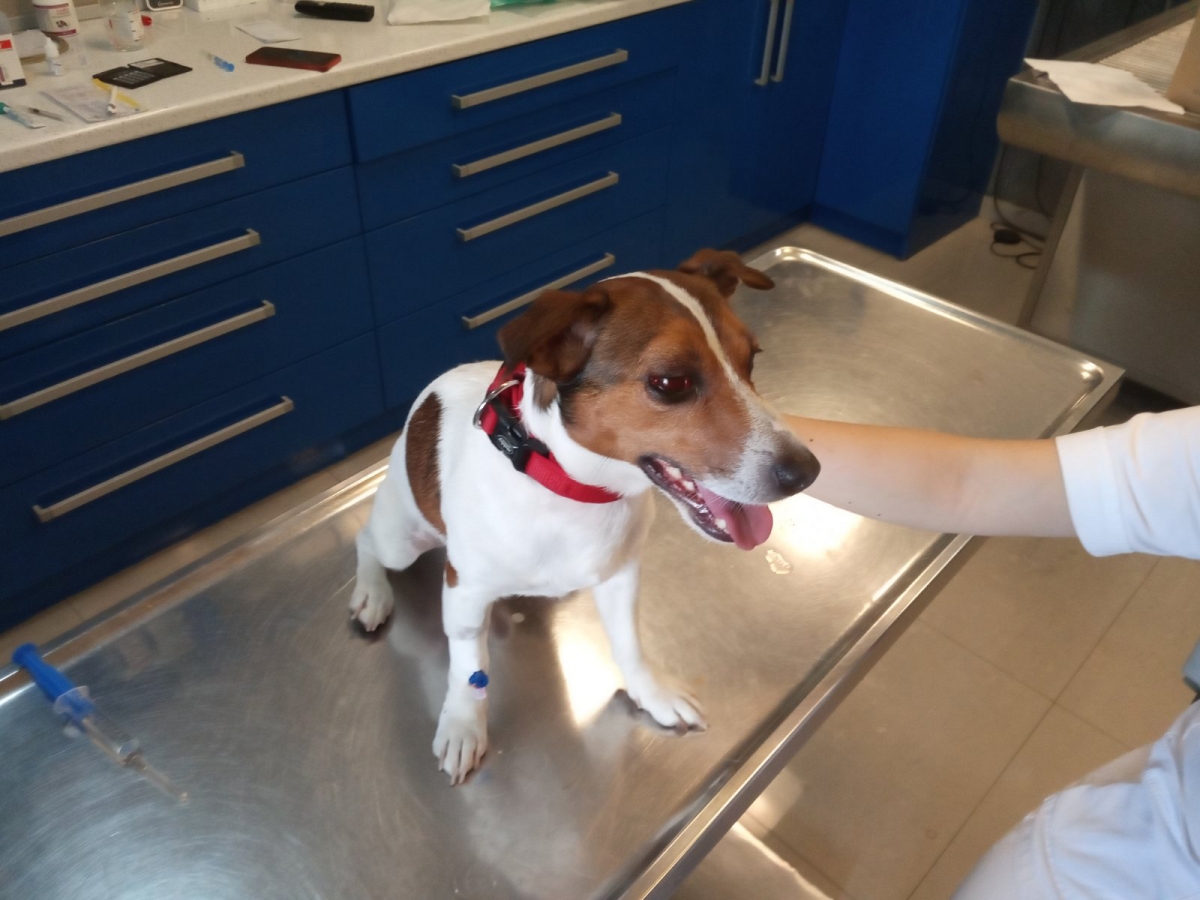 Švrća - povreda desnog oka - VETURGENT | HITNA pomoć za životinje