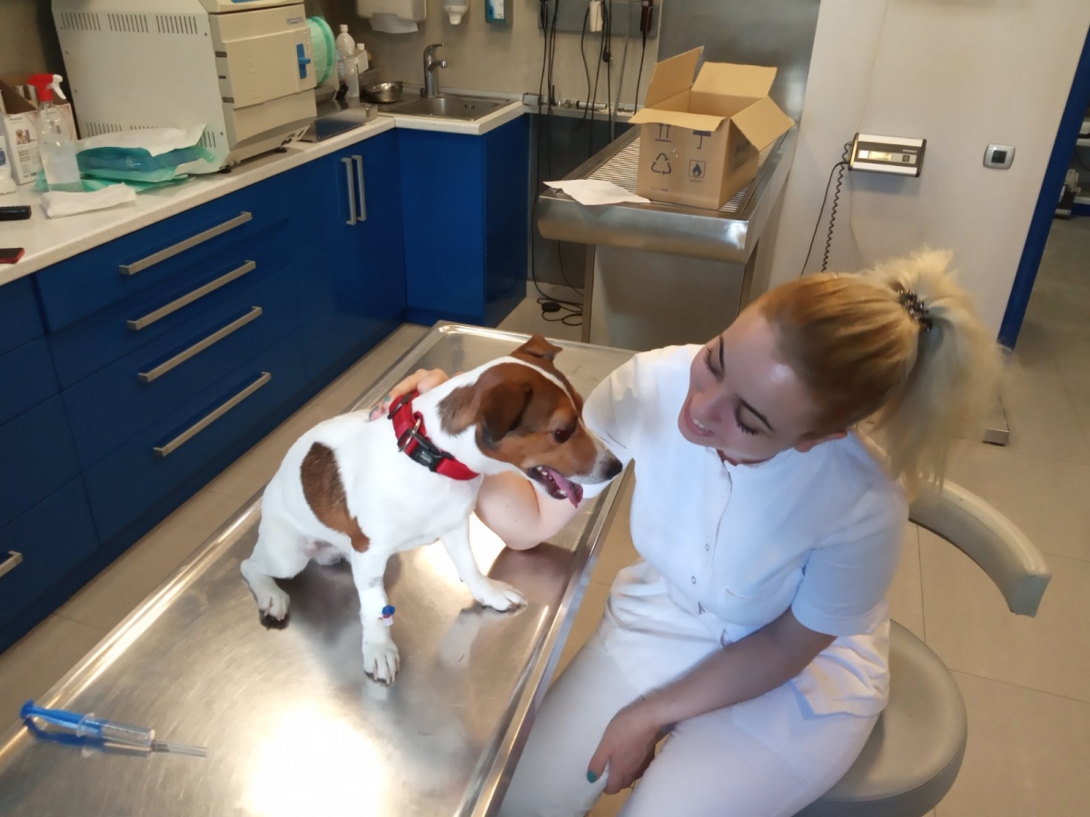 Švrća - povreda desnog oka - VETURGENT | HITNA pomoć za životinje