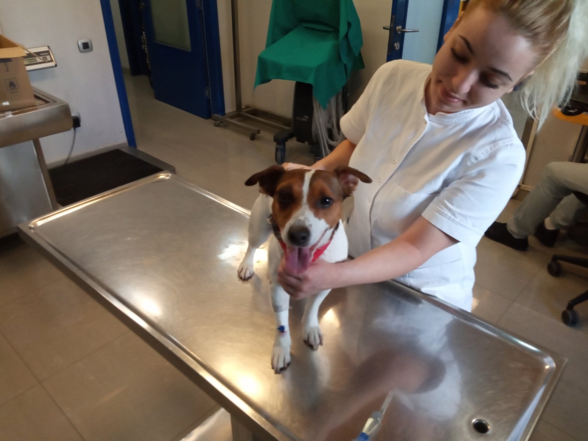 Švrća - povreda desnog oka - VETURGENT | HITNA pomoć za životinje