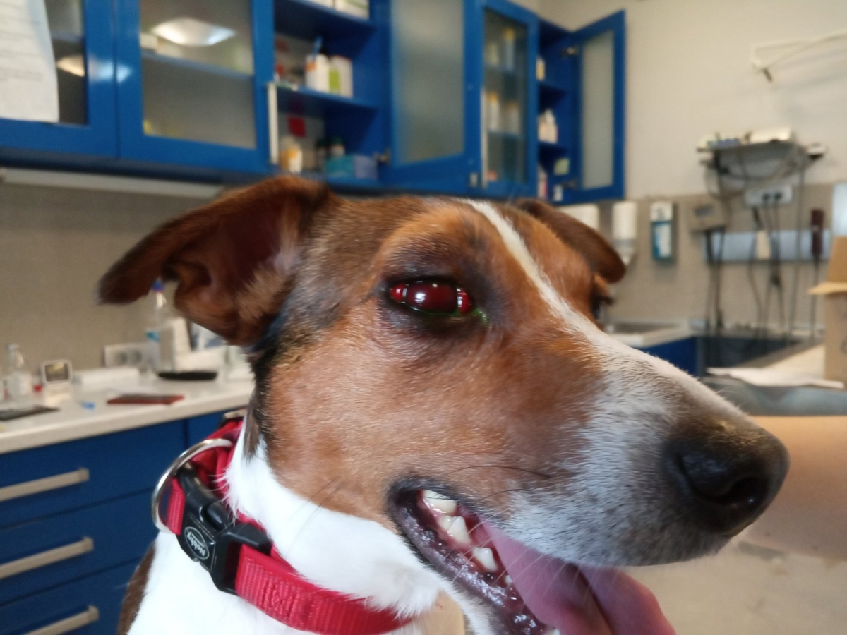 Švrća - povreda desnog oka - VETURGENT | HITNA pomoć za životinje