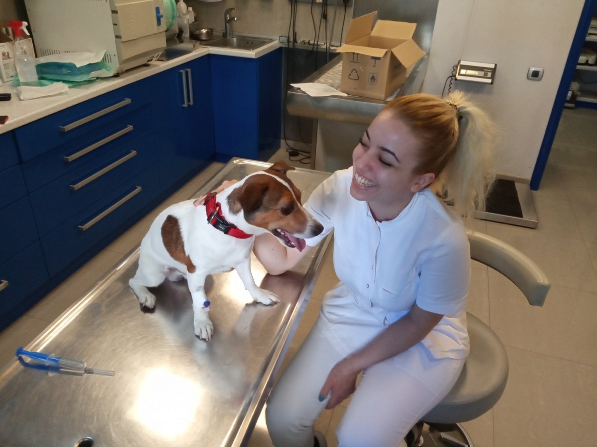 Švrća - povreda desnog oka - VETURGENT | HITNA pomoć za životinje