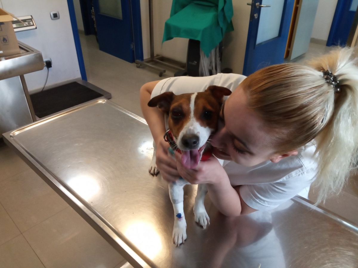 Švrća - povreda desnog oka - VETURGENT | HITNA pomoć za životinje