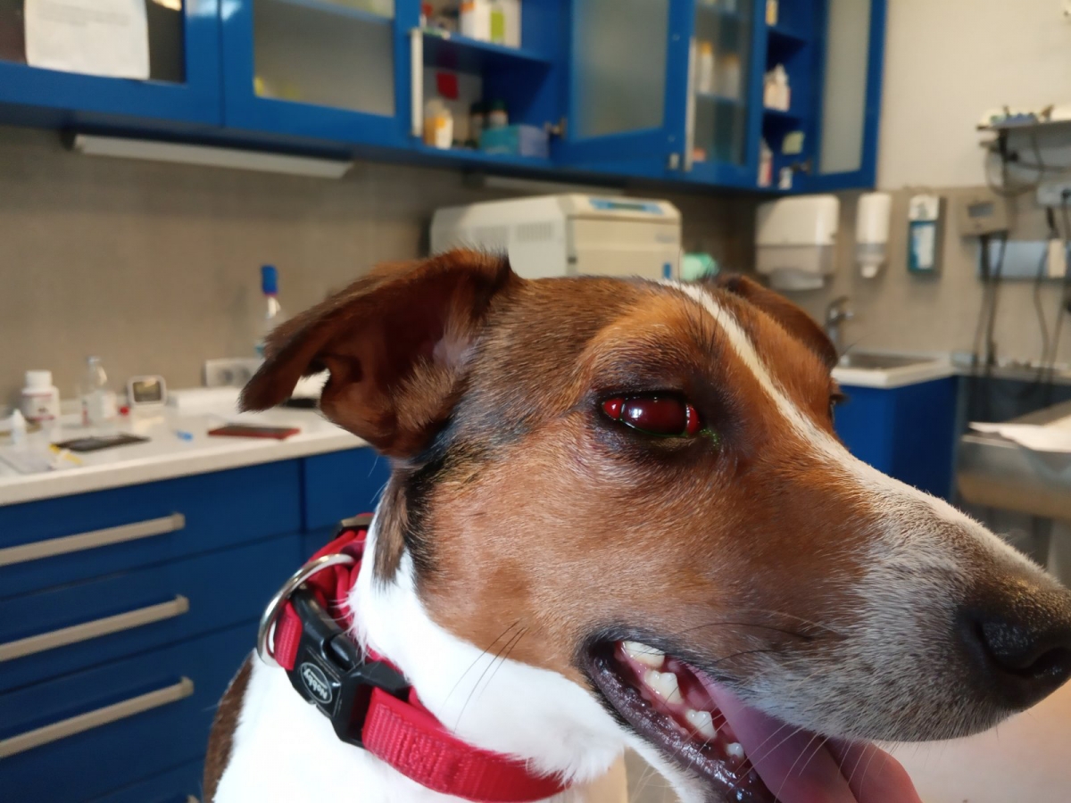 Švrća - povreda desnog oka - VETURGENT | HITNA pomoć za životinje